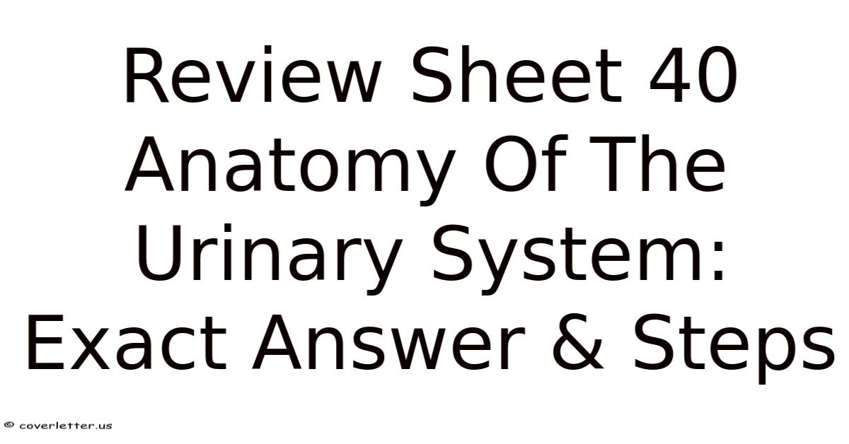 Review Sheet 40 Anatomy Of The Urinary System: Exact Answer & Steps